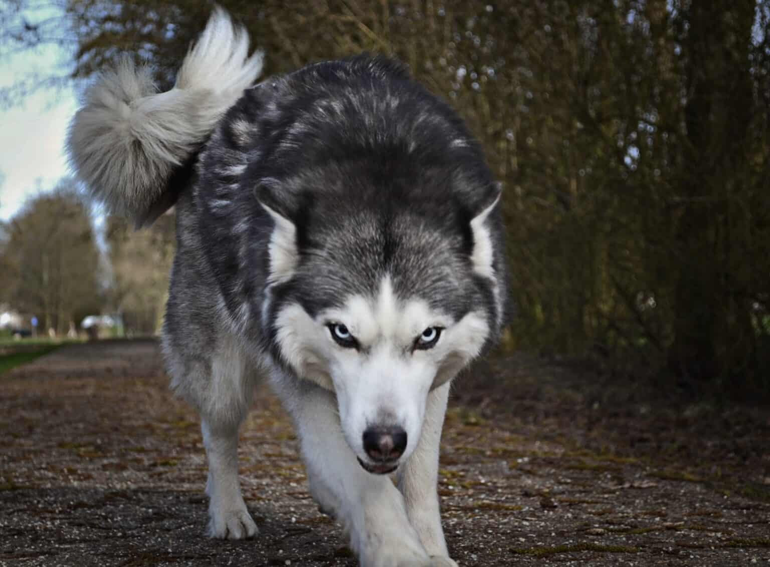 What is the Largest Wolf Breed? - LargestandBiggest.com